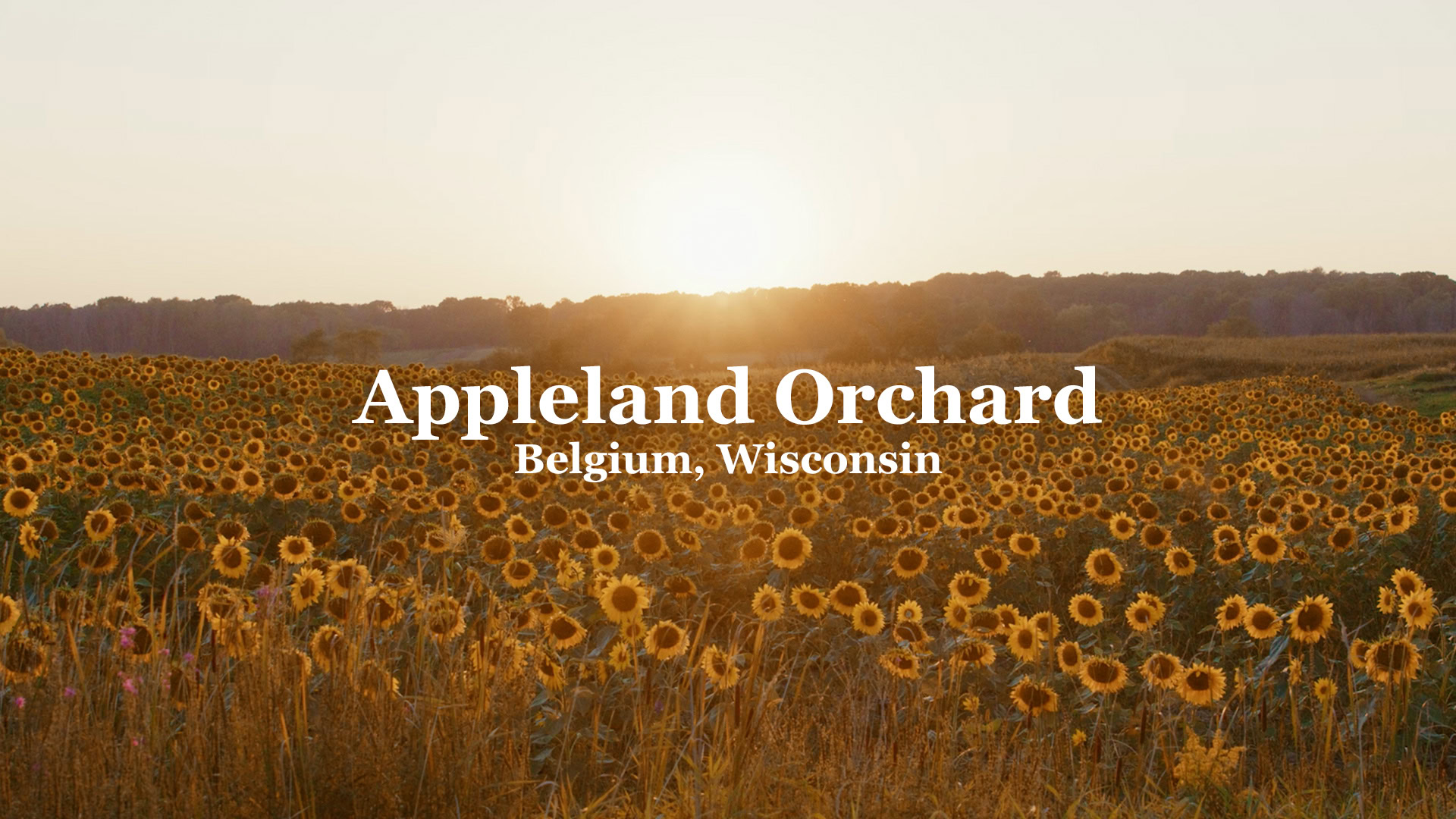 Wisconsin Honeycrisp Apples | Tree-Ripe Fruit Co.