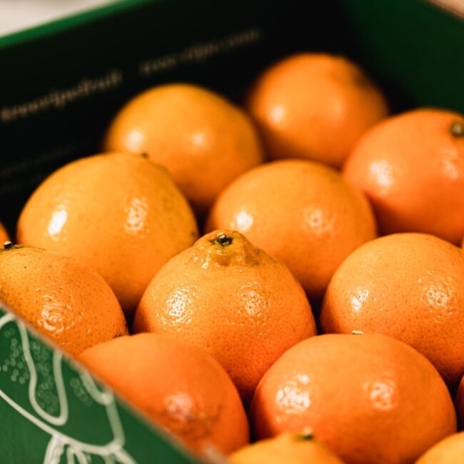 Florida Honeybells - Tree-Ripe Fruit Co.