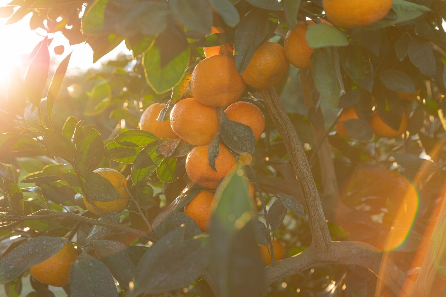 What is a Satsuma? - Tree-Ripe Fruit Co.
