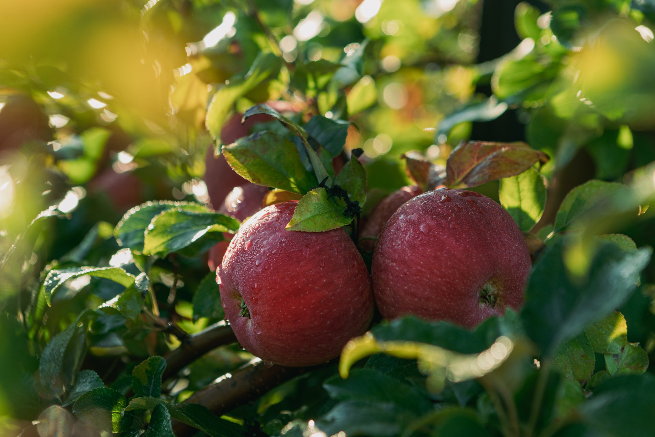 Our Fall Season is Here! - Tree-Ripe Fruit Co.