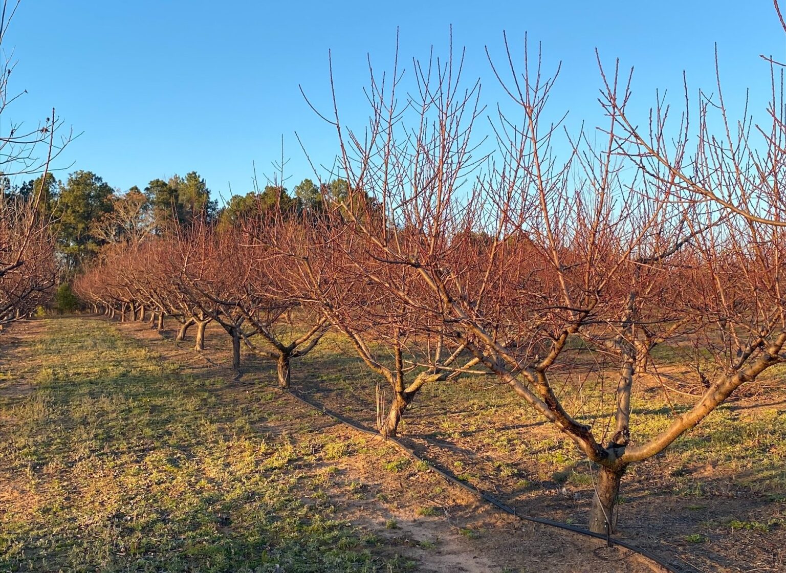 Peach News: What Are 'Chill Hours'? - Tree-Ripe Fruit Co.