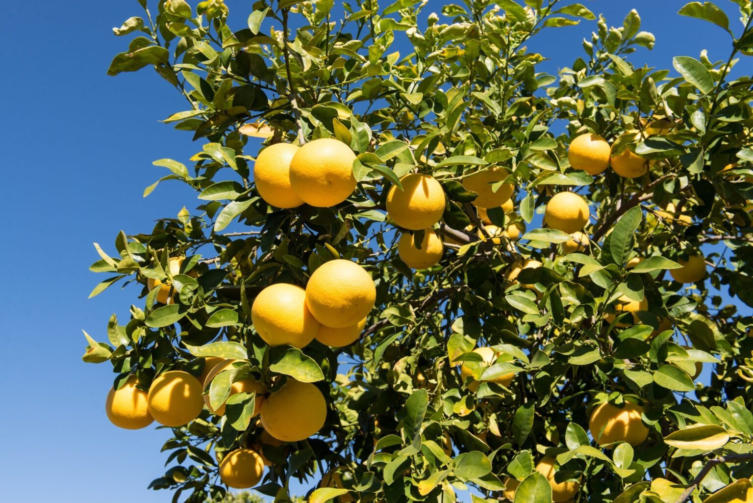 Ruby Red Grapefruit | Fresh Fruit Delivered | Tree-Ripe Fruit Co.