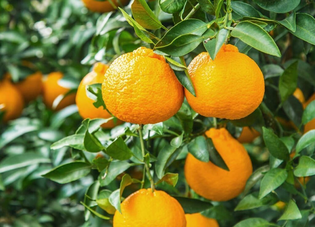 Shiranui Mandarins | Fresh Fruit Delivered | Tree-Ripe Fruit Co.