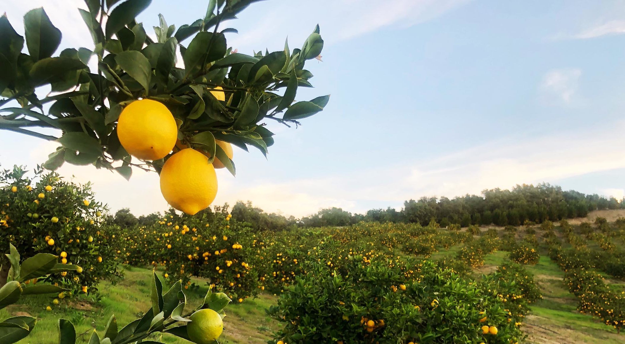 California Meyer Lemons | Fresh Fruit Delivered | Tree-Ripe Fruit Co.