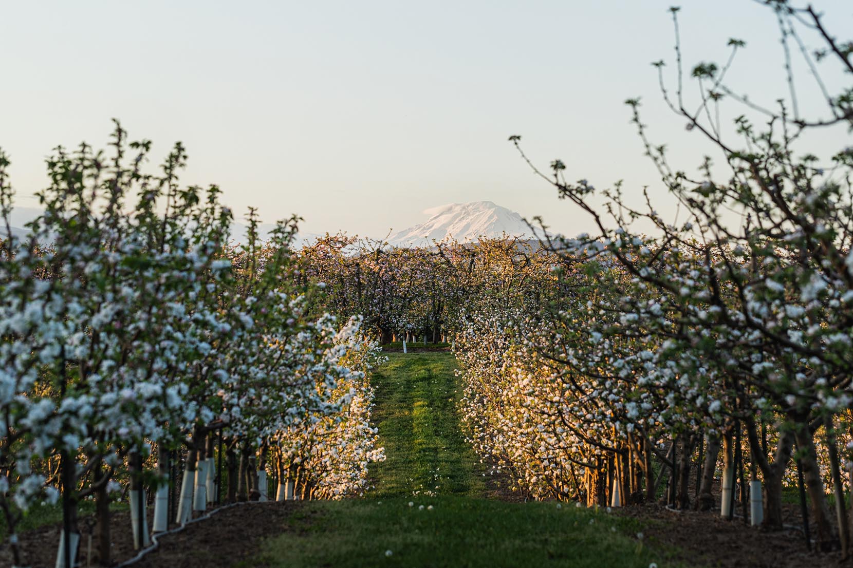 Fresh Oregon Pears | Fresh Fruit Delivered | Tree-Ripe Fruit Co.