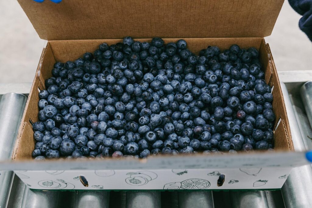 Michigan Blueberries | Fresh Fruit Delivered | Tree-Ripe Fruit Co.