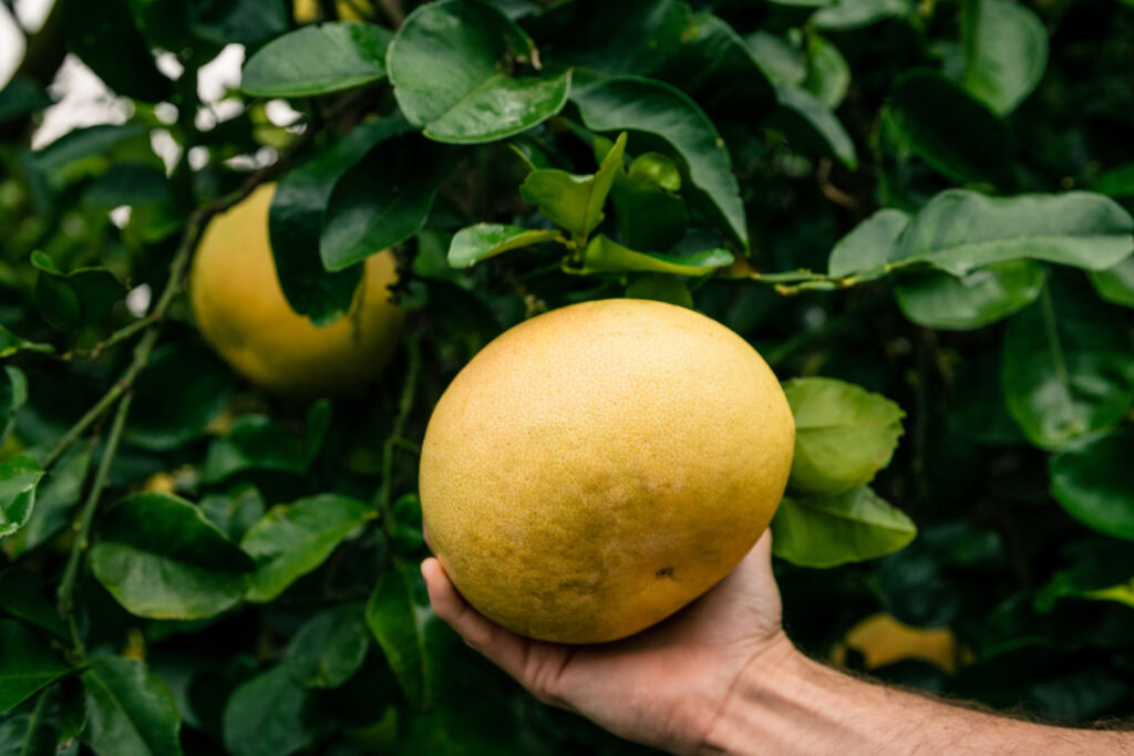 Florida Pummelo | Fresh Fruit Delivered | Tree-Ripe Fruit Co.