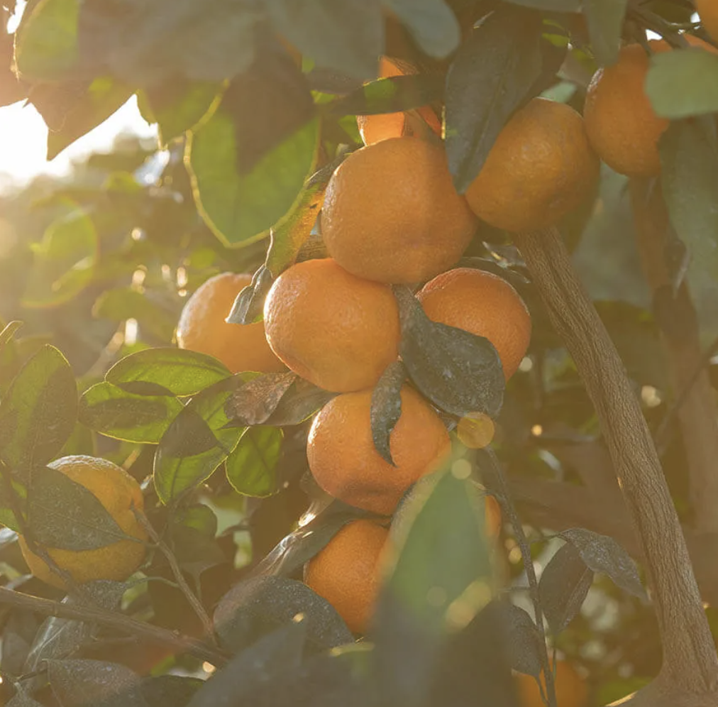 Best Fruit For Sale Online | Fresh Fruit Delivered | Tree-Ripe Fruit Co.