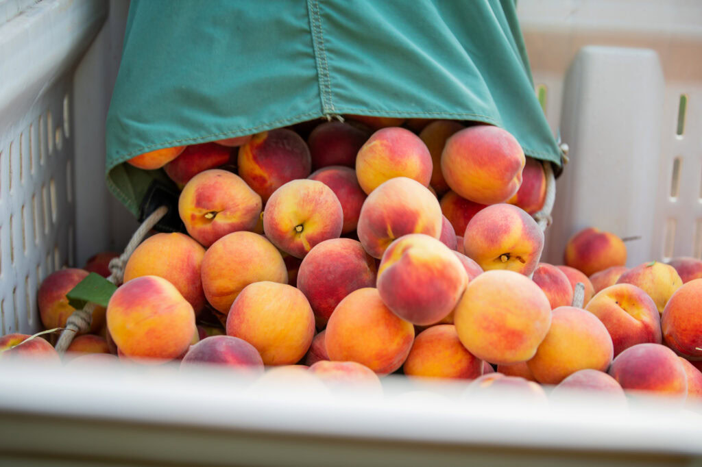 Best Fruit For Sale Online | Fresh Fruit Delivered | Tree-Ripe Fruit Co.