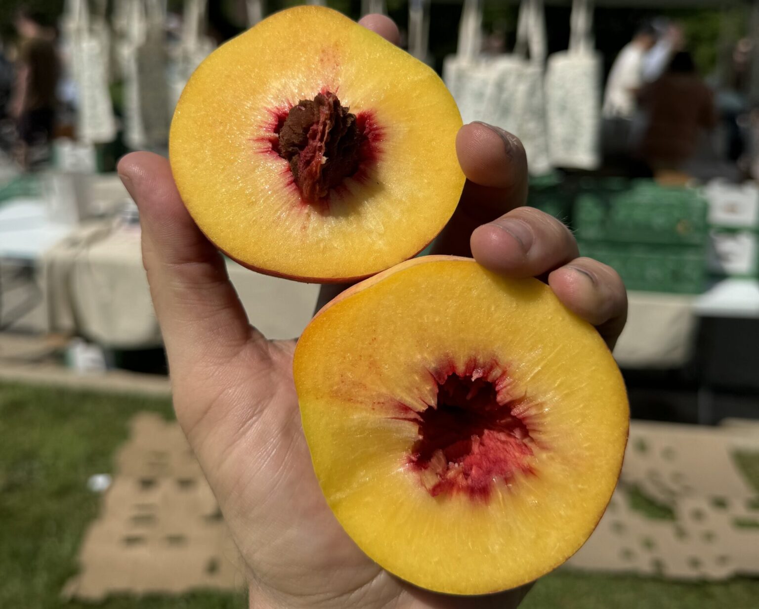 Clingstone vs Freestone - Tree-Ripe Fruit Co.