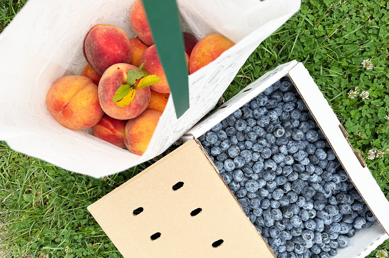 Summer 2026 is Here! - Tree-Ripe Fruit Co.